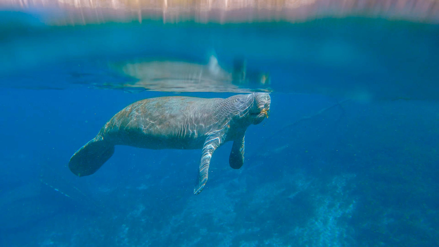 How To See the Florida Manatees at Silver Springs State Park